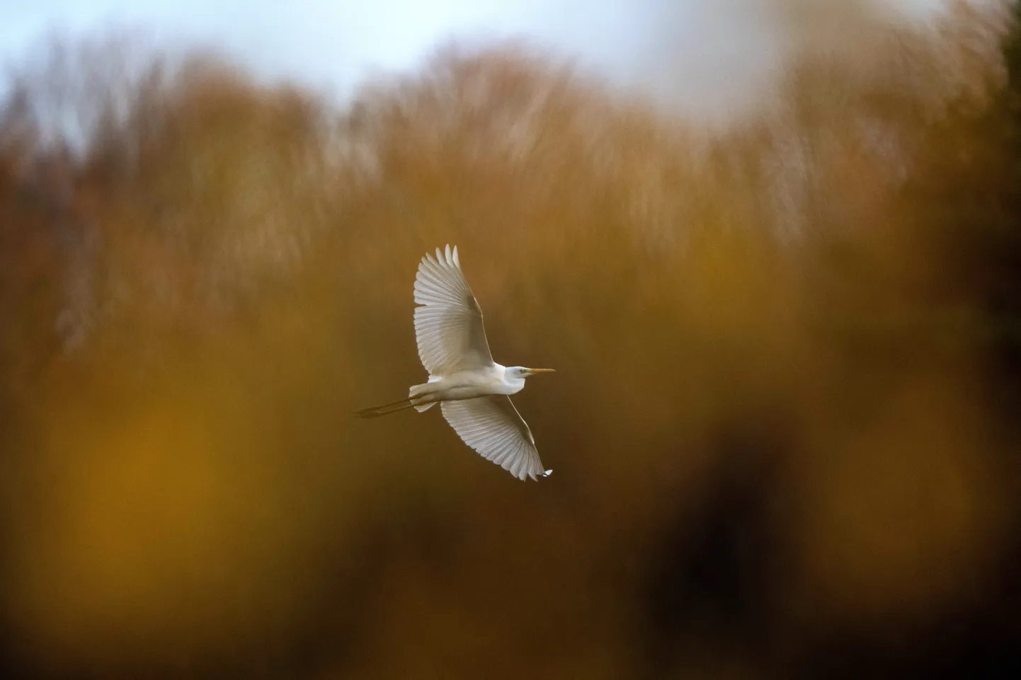 Trešdien gaiss Latvijā iesils līdz +10 grādiem