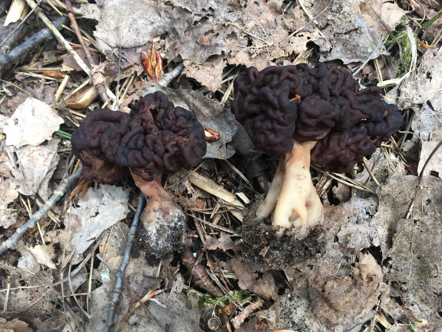 Pikajalgne kevadseen köitis tähelepanu