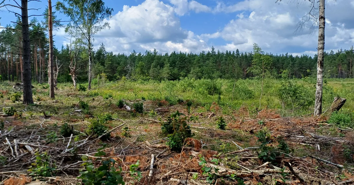 JUHTKIRI Kalmistu naabrus kui rauga naeratus