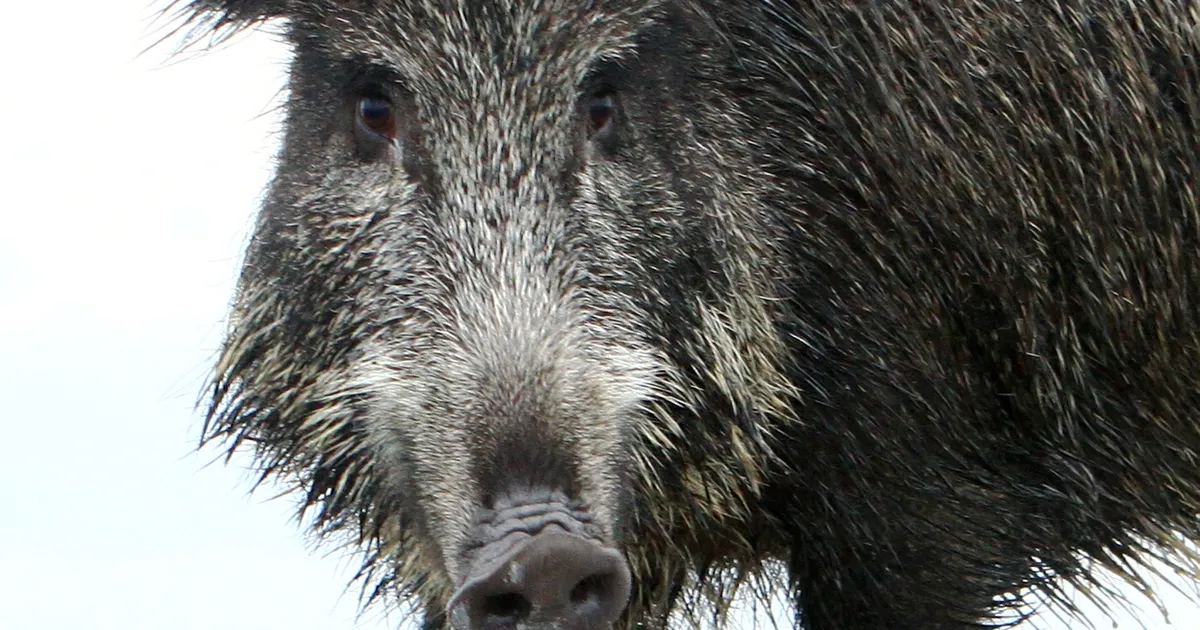 Pärnumaal on tänavu leitud 12 katkunakkusega metssiga