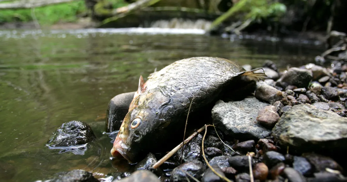 Muike järv jooksis veest tühjaks