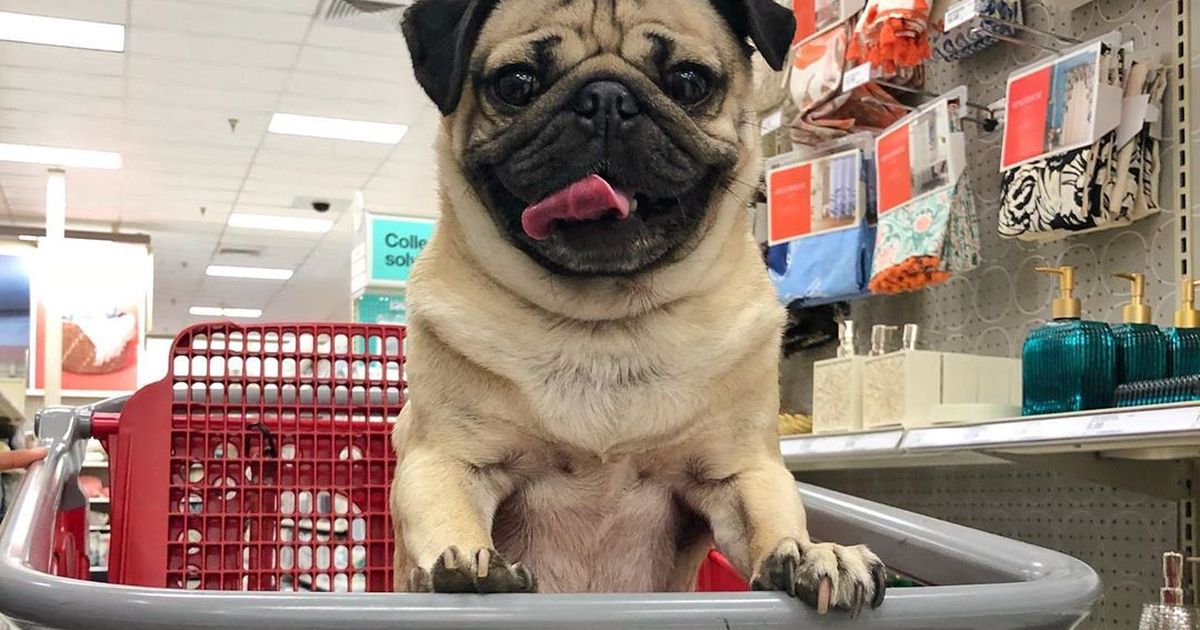 Mopsis Dougs - Mājdzīvnieki - Daba un dzīvnieki - Apollo.lv