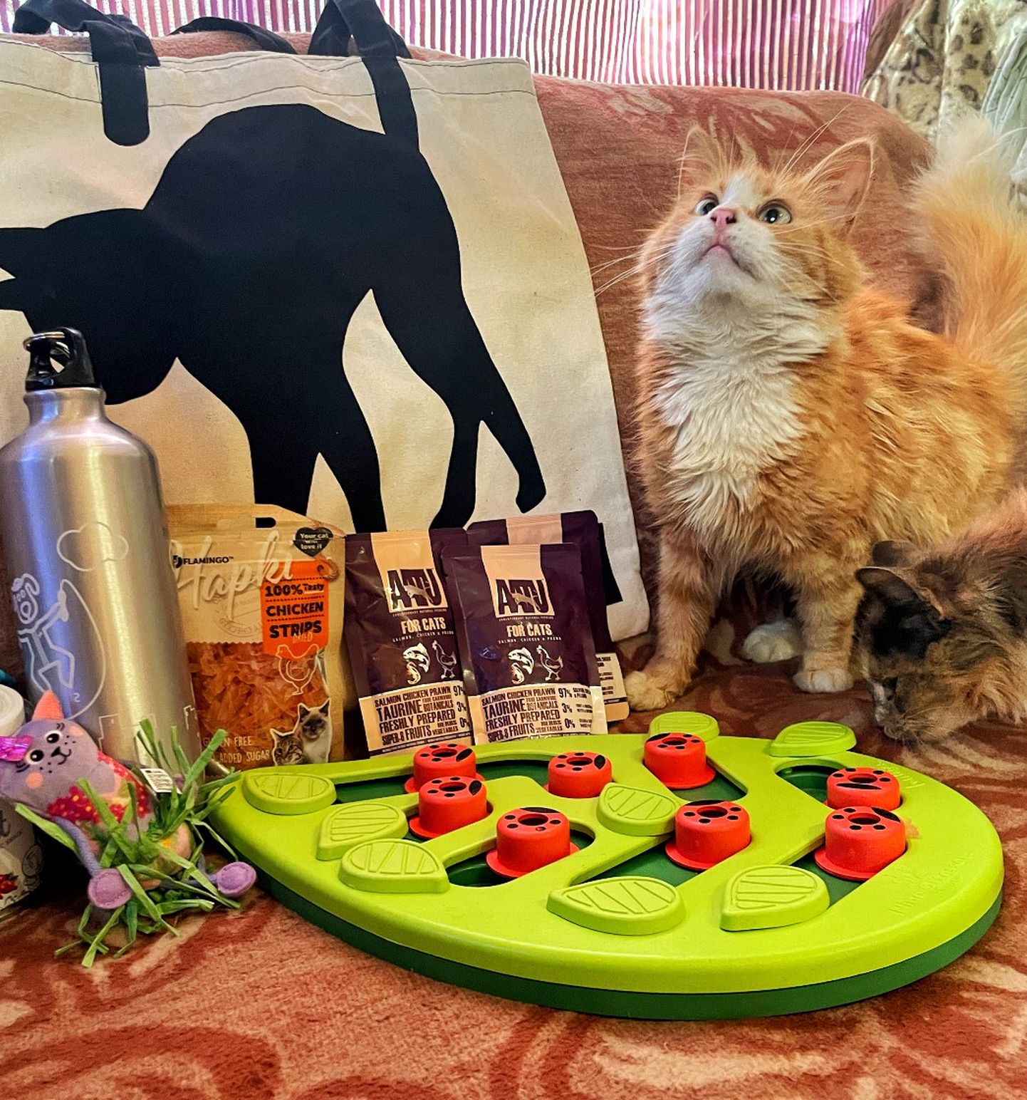 FOTOKONKURSI VÕITJA Uudishimulik Virsik jälgib, et kõik tema käpa järgi ...