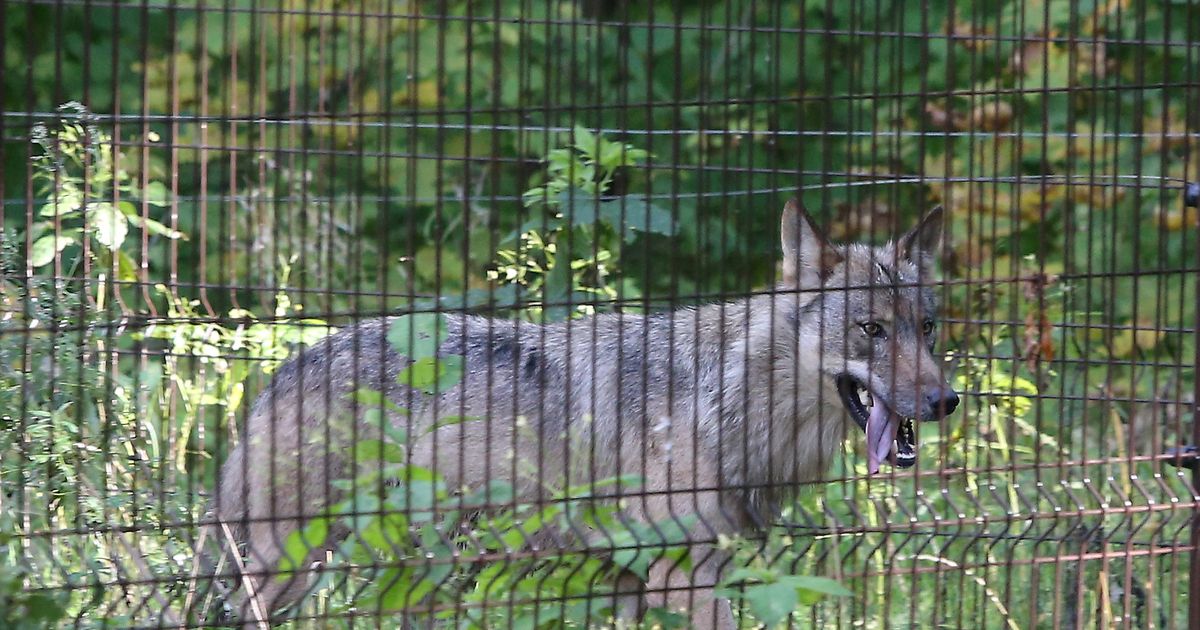 Viljandimaal ründasid hundid koduhoovis koeri