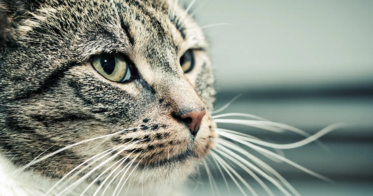 KAS SU KASS ON DEMENTNE? Need kaheksa märki viitavad tõsisele haigusele