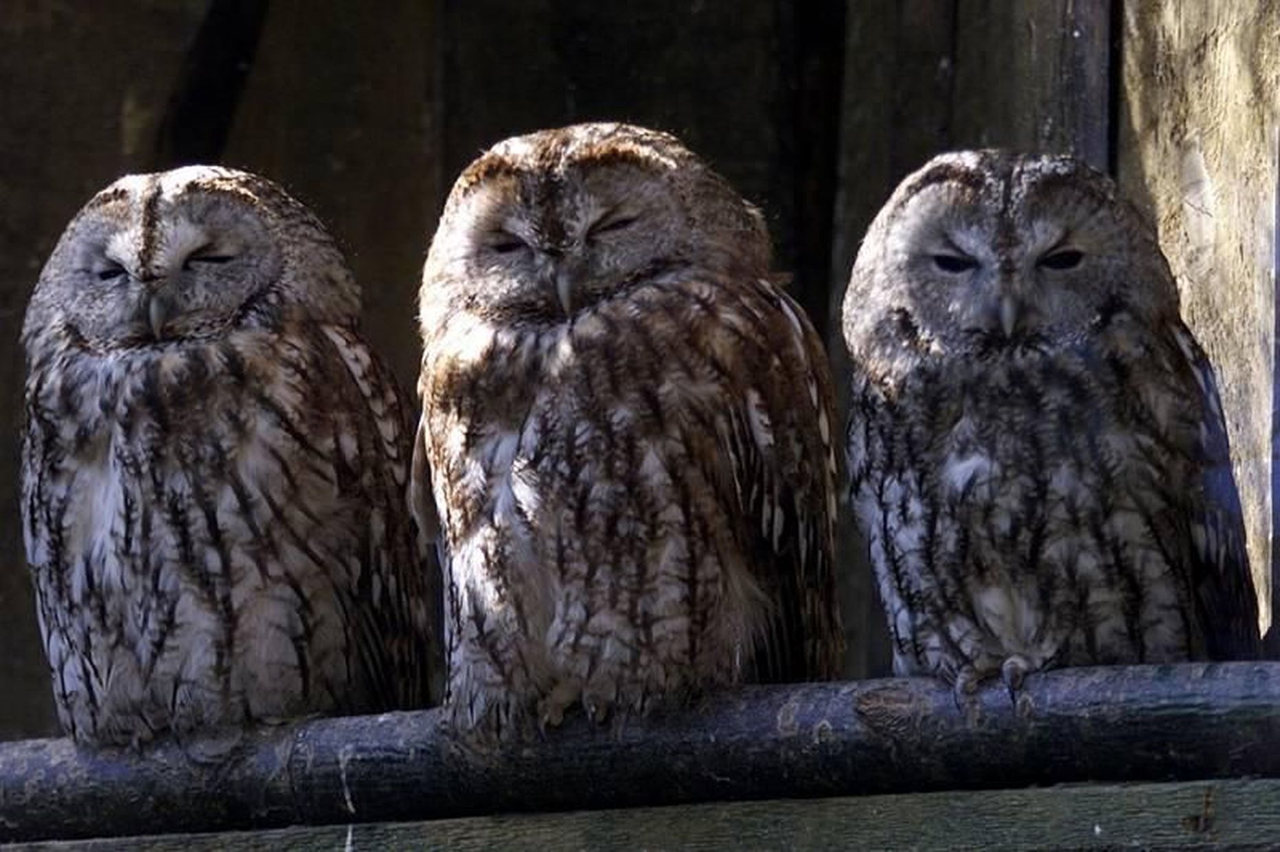 Loodus: Suurispeakull on aasta lind