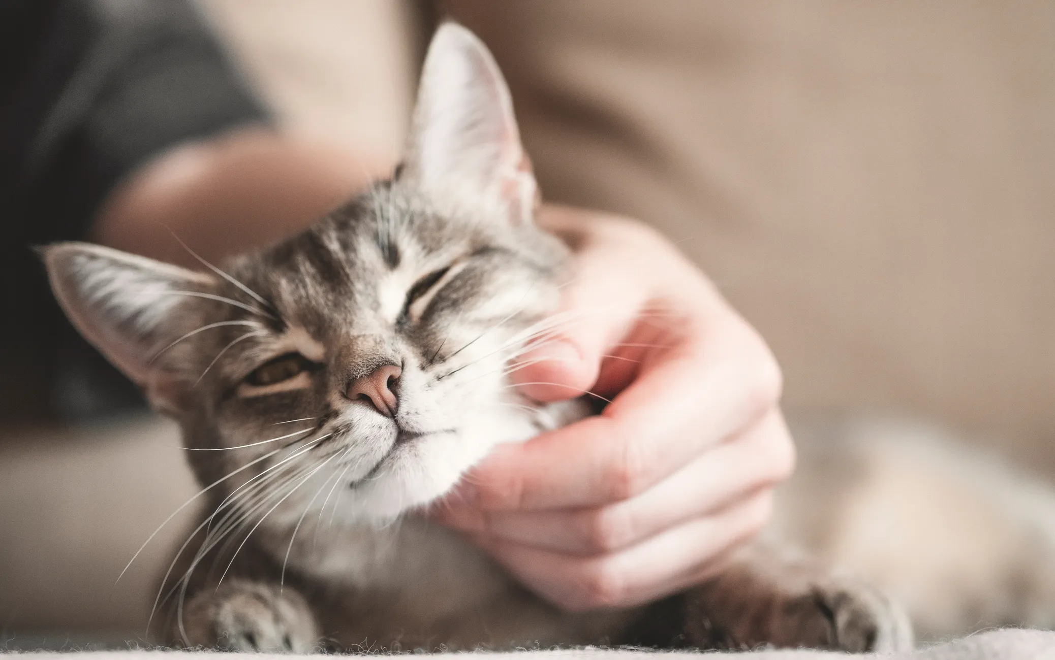 TASUB TEADA 6 lihtsat nippi, mille abil võidad iga kassi südame