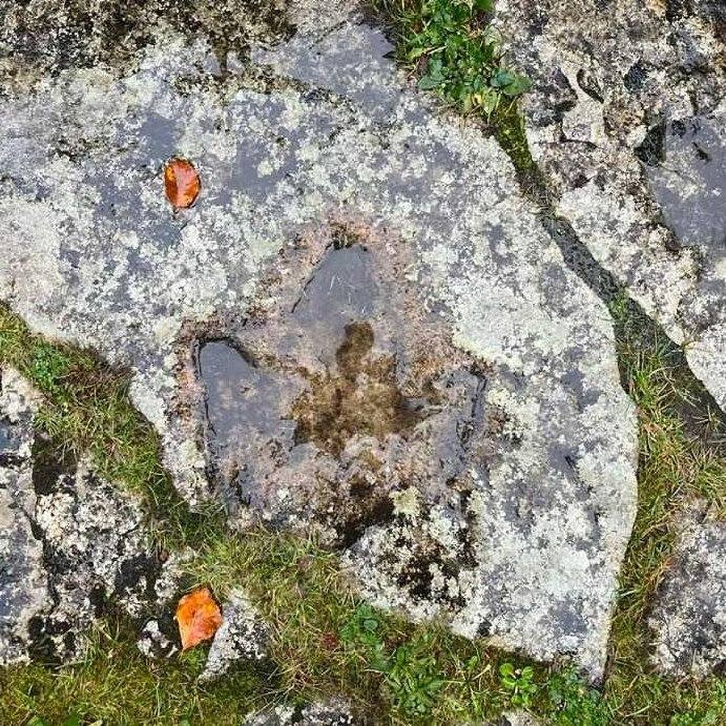 Anglijas dabas rezervātā iedzīvotāja atklāj dinozaura pēdas nospiedumu