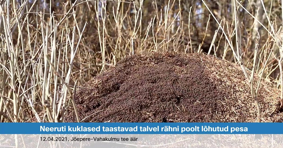 Neeruti kuklased likvideerivad talviseid kahjustusi