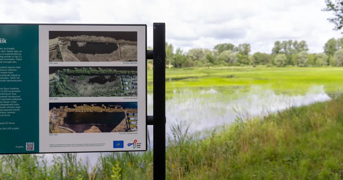Äsja puhastatud Supilinna tiik haljendab kui riisipõld