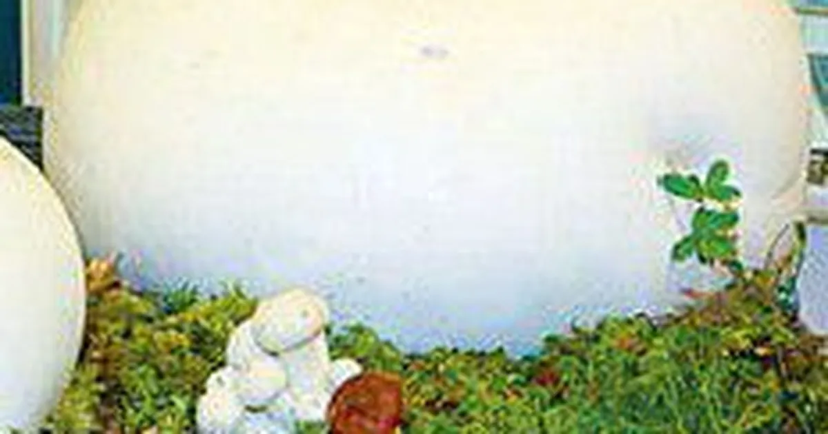 Valga muuseumis võib näha erakordset hiidmuna