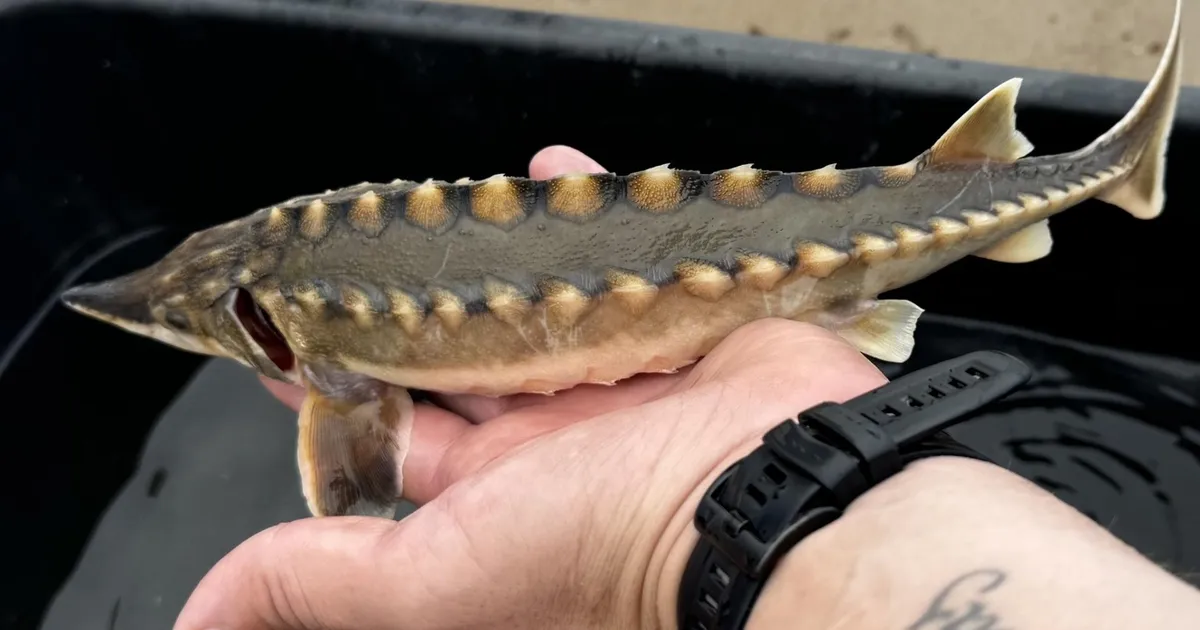 Põlula kalakasvatustalitus soovib teavet märgistatud kalade kohta