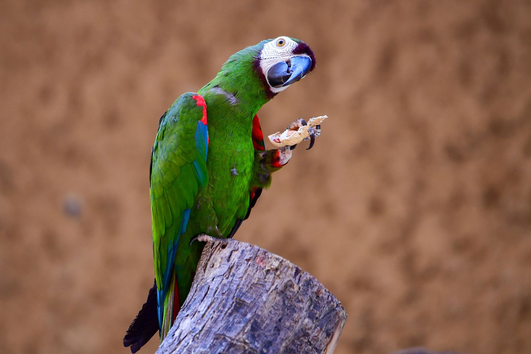 Päästjad kasutasid papagoi kättesaamiseks veejuga