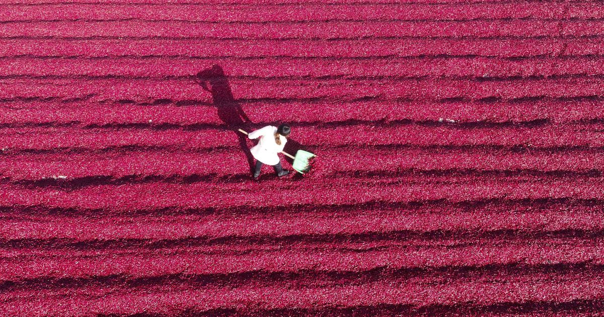 Pildid: krehvtised tšillipiprad on nagu Hiina lipp - Kirev elu - Elu24 ...