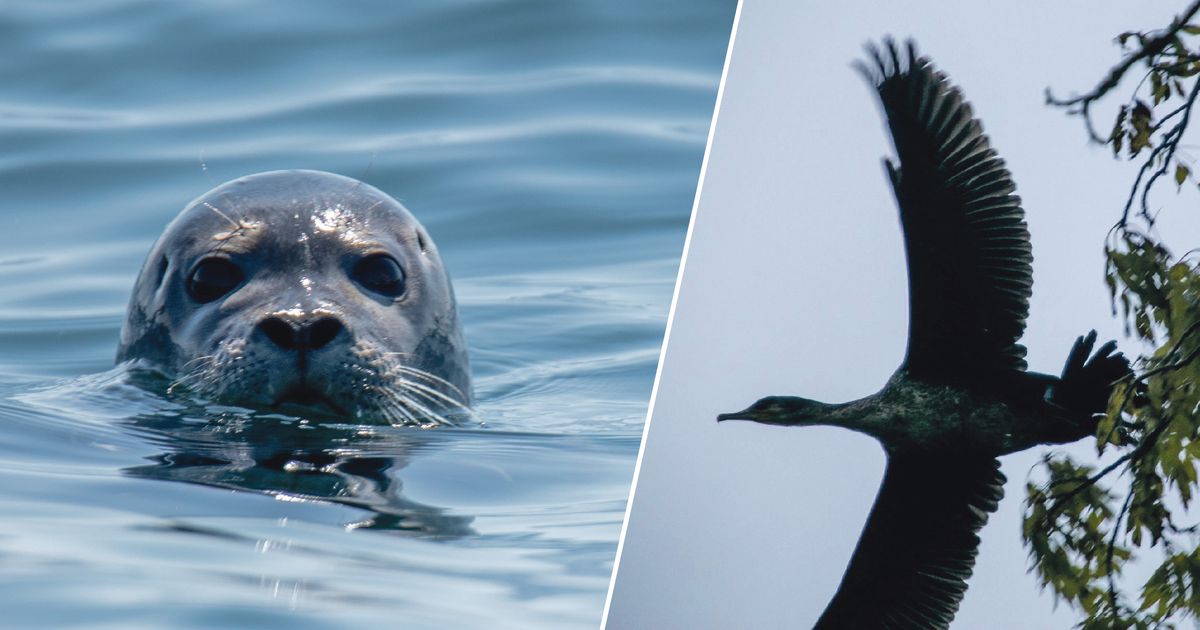 Hülged ja kormoranid – kaluri suurimad vaenlased?