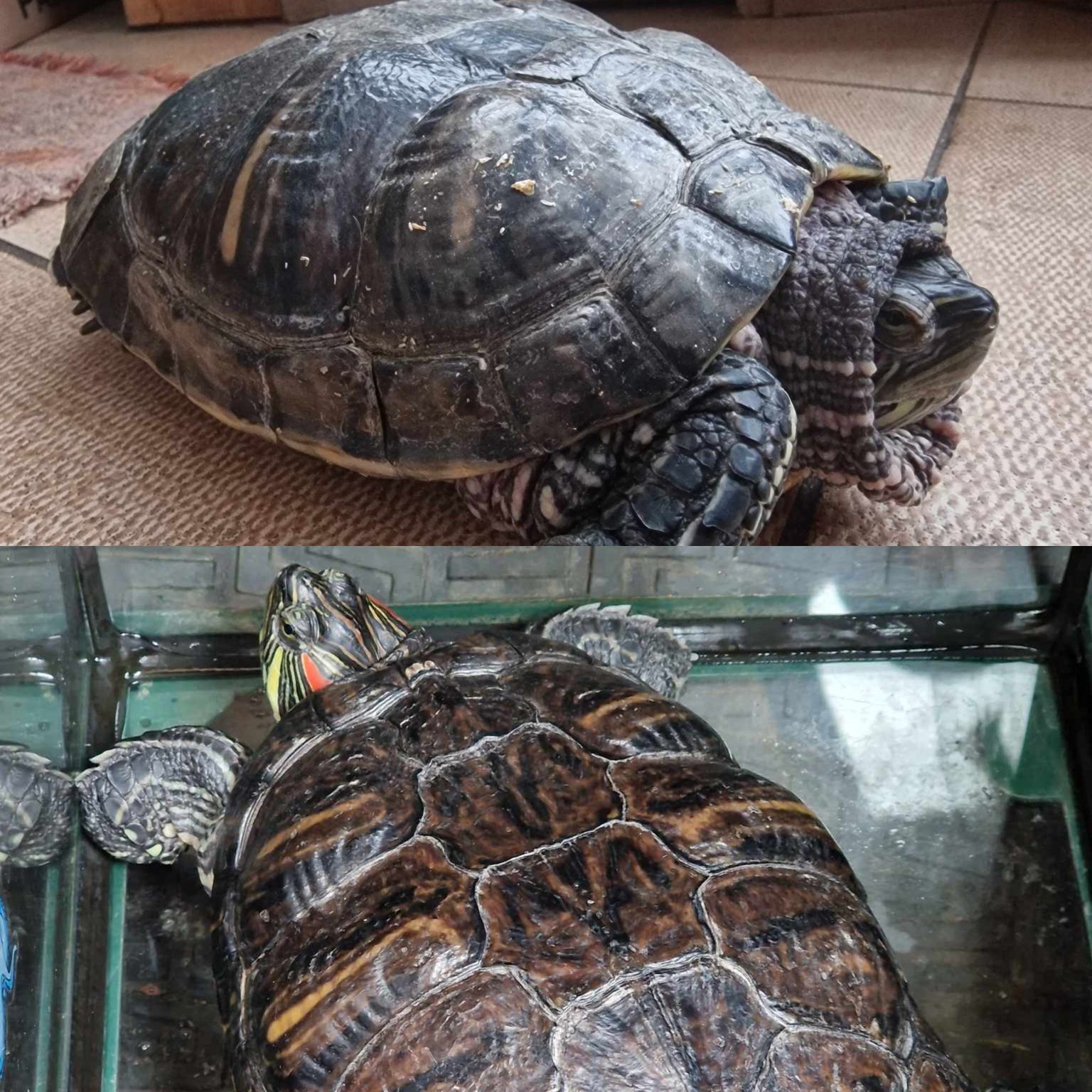 VÄIKE SEIKLUS Kristiine linnaosas läks reede õhtul kaduma kilpkonn