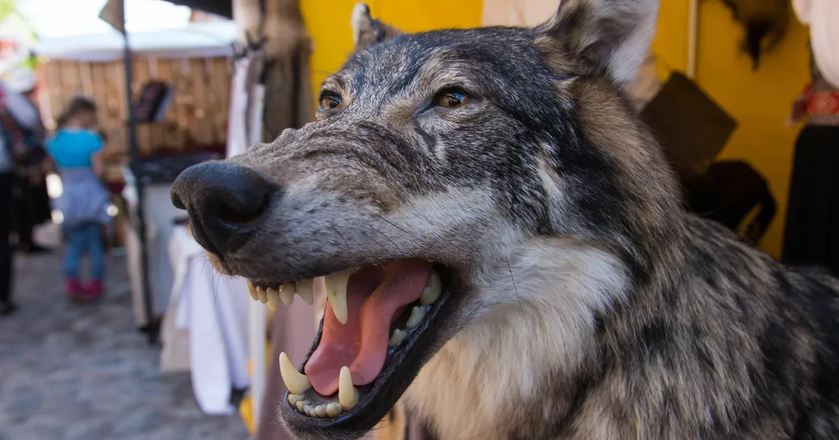 VIDEO Viljandi linna servas patseeris hundikari