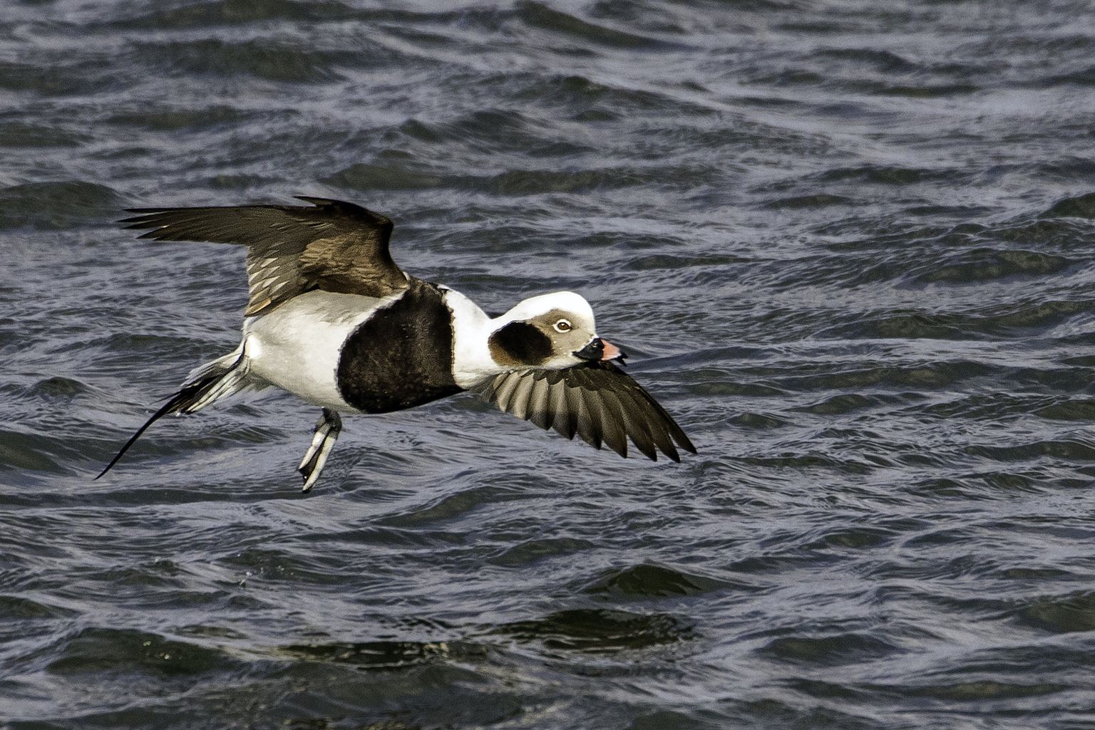 Ornitoloogiaühing otsib 2024. aasta lindu