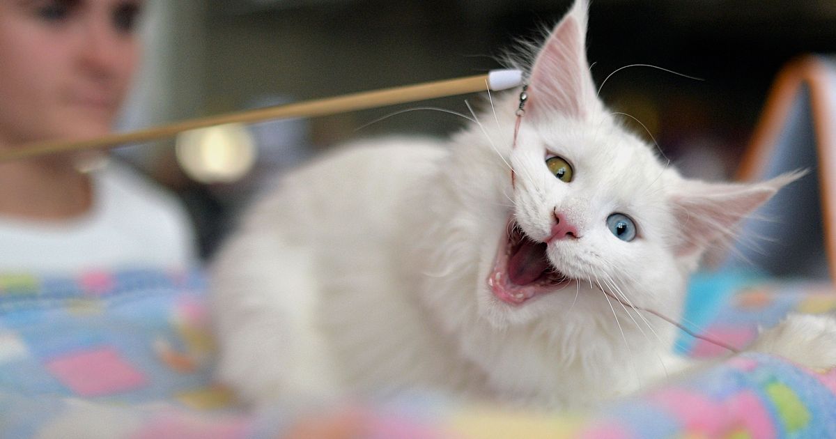 Viis põnevat fakti kasside kohta - Kassid - Lemmik