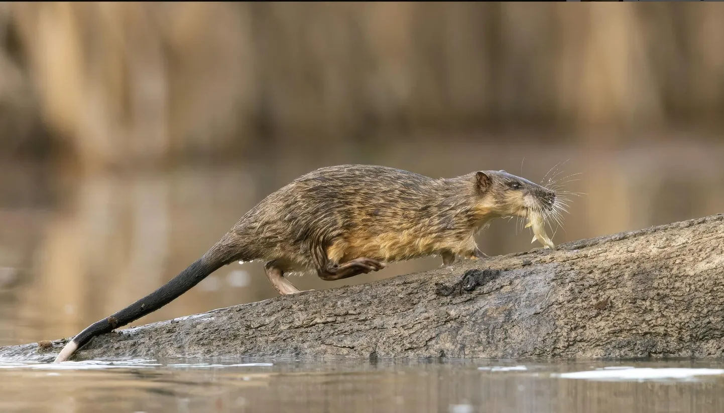 VAATA VIDEOT Näib, et Austraalias läheb rottidevaheliseks sõjaks – kes ...