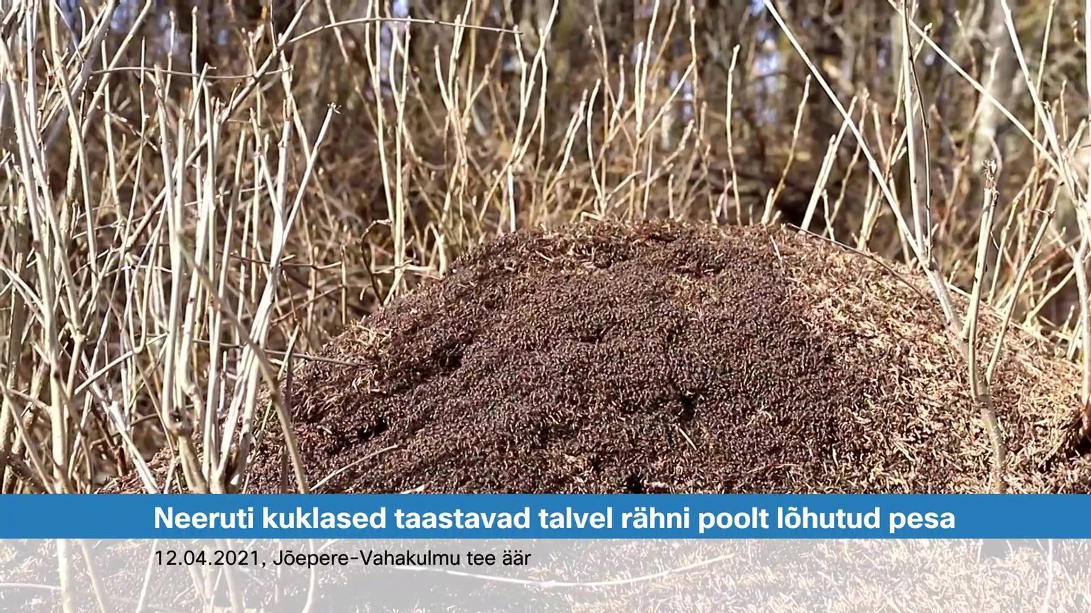 Neeruti kuklased likvideerivad talviseid kahjustusi