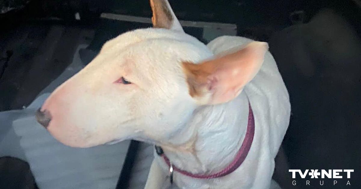 Kā pazuda un atradās baltais bulterjers Čalis. Gandrīz Ziemassvētku stāsts