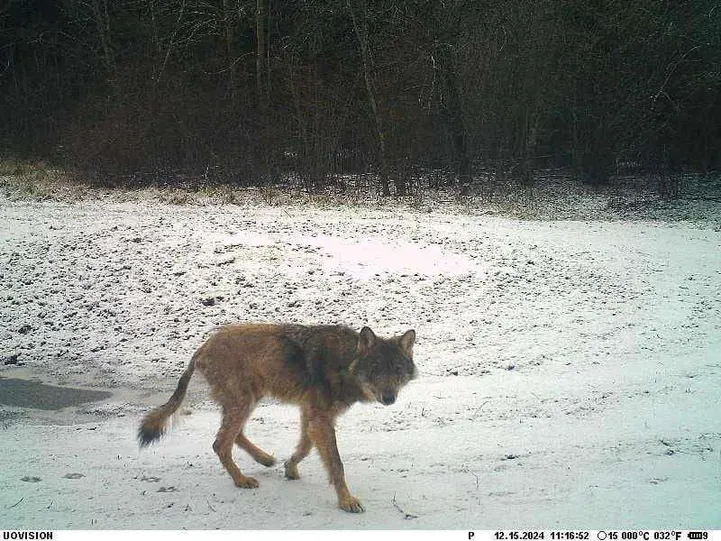 Hunt murdis Puhja lähistel hoovist suure õuekoera