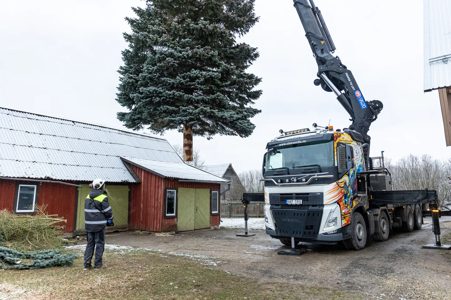 GALERII Rain Harjo müüs koduõuelt hõbekuuse Rakvere jõulupuuks 500 euroga
