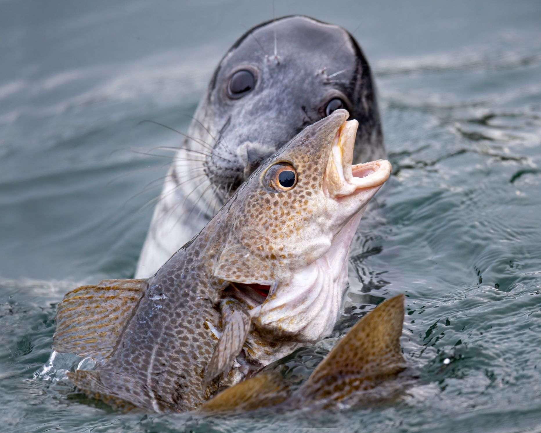 Vaata, kui palju hülgeid tohib tänavu Saaremaa ümbruses küttida