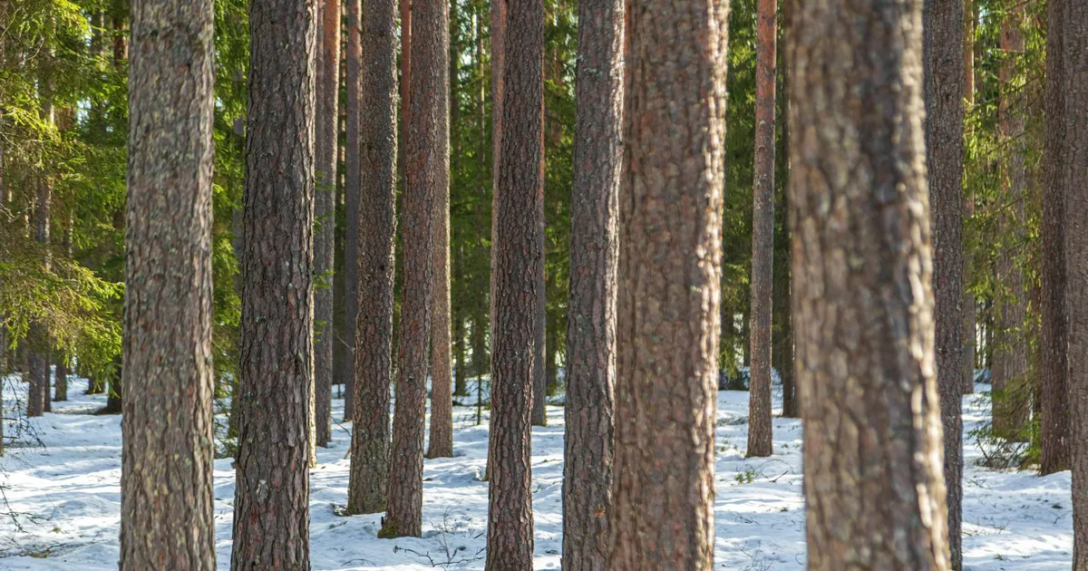 LEMBIT MAAMETS Jätame lastele palgimetsade asemel lehtpuuvõsa