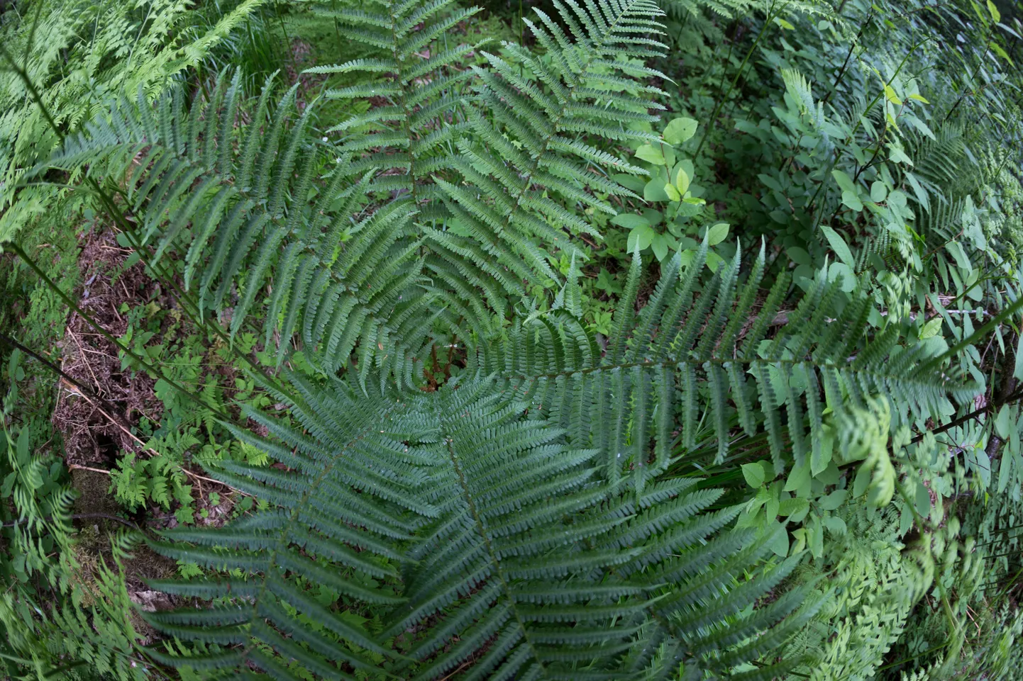 MAIT RUNGI Kas minevikuta on tulevikku?
