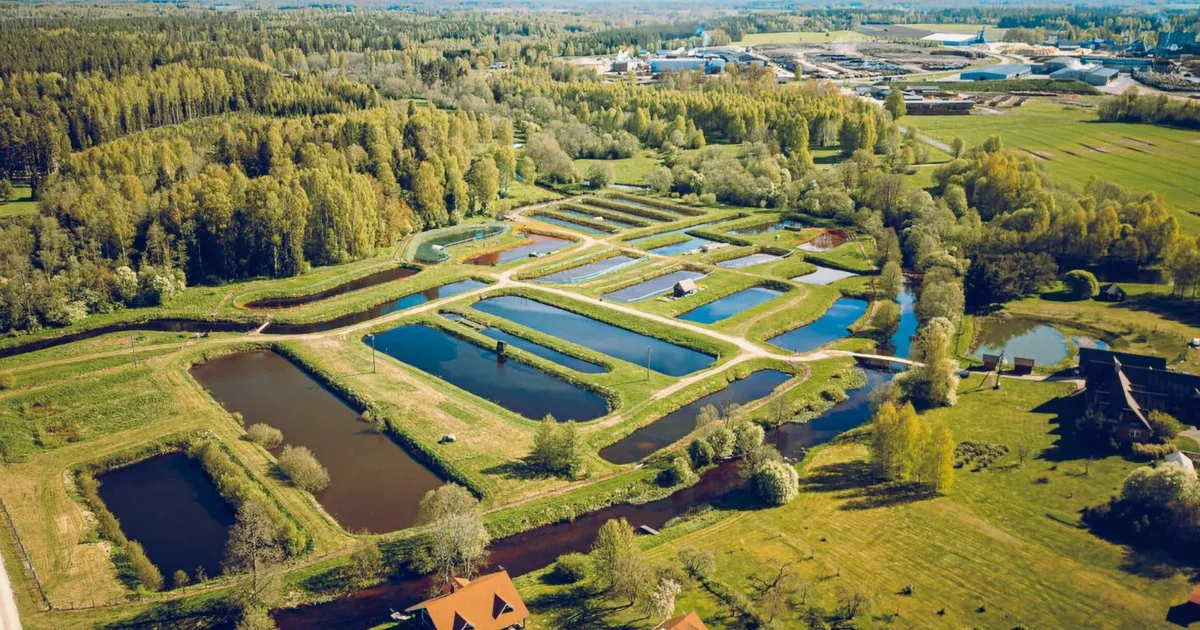 Leok pani kalakasvanduse müüki