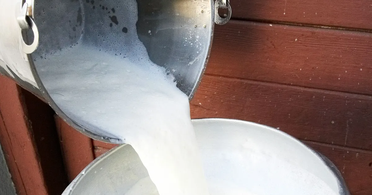 Piima hind maailmaturul hakkab langema