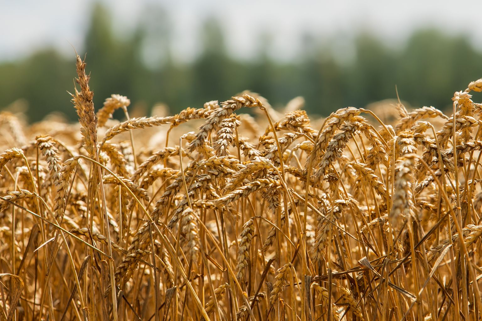 Eestis kasvatatakse tänavu nisu rekordiliselt suurel alal