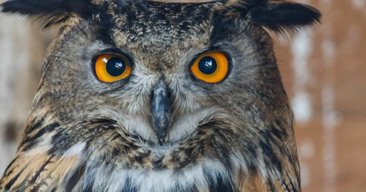 Suuresilmne öökull vajab abi