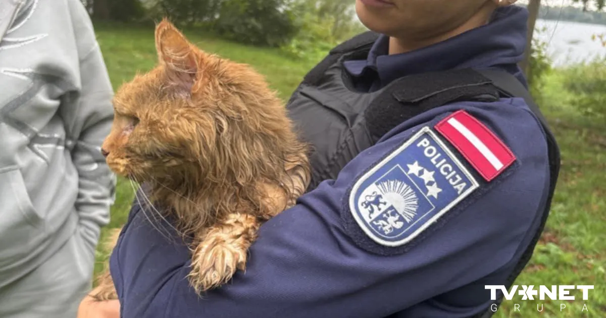 VIDEO Rīgā policists izglābj Daugavā iemestu kaķi