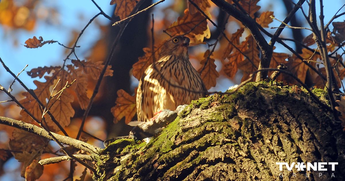 Izglābts vistu vanags, kas bija iesprūdis Purvciema nama bēniņos