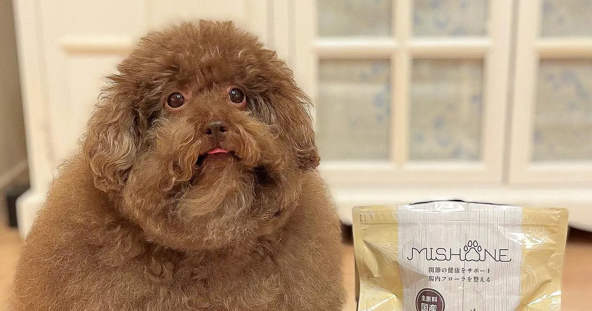 Maailma kõige armsam koer on täiesti pallikujuline