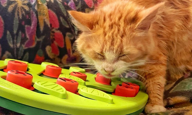 FOTOKONKURSI VÕITJA Uudishimulik Virsik jälgib, et kõik tema käpa järgi ...