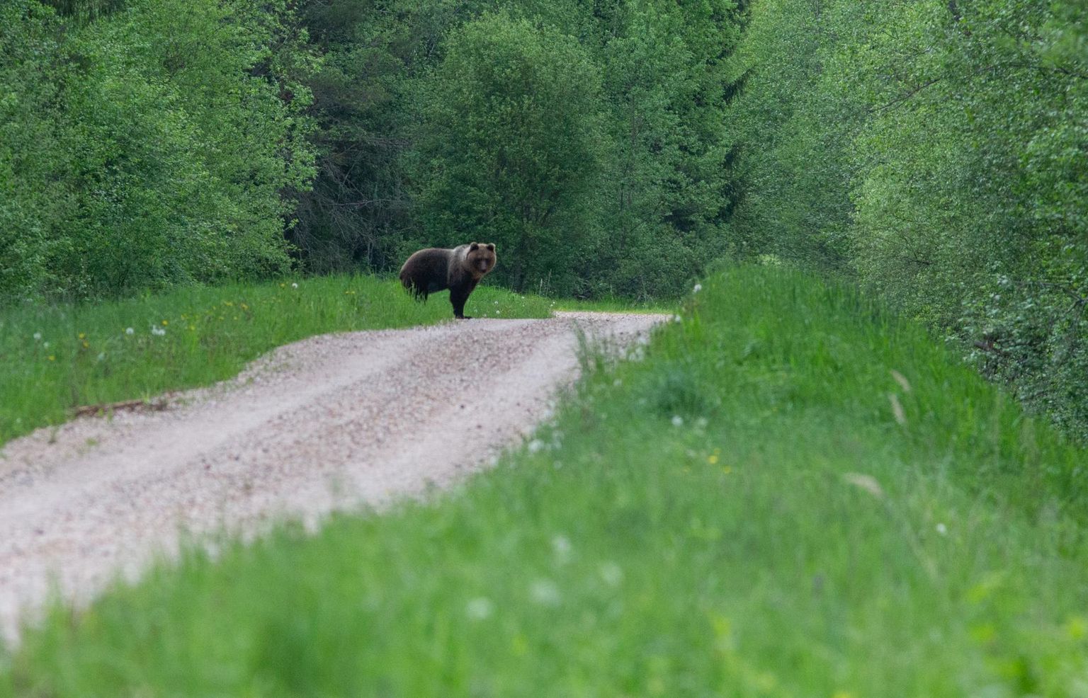 Aasta 2022 loomaks valiti pruunkaru