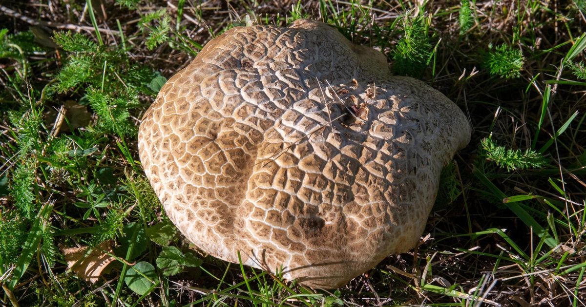 Männimäel elab tänava ääres kaitsealune puravik