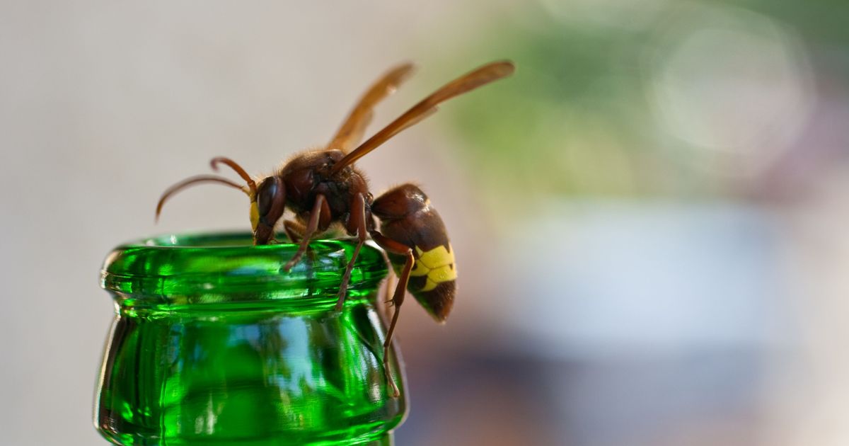 Kui tige herilane nõelab: putukahammustuse esmaabi
