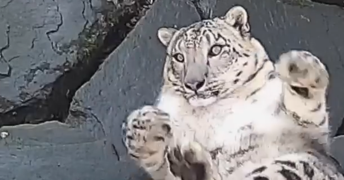 Vaimukas klipp: kaamerat märganud lumeleopard sai paraja ehmatuse osaliseks