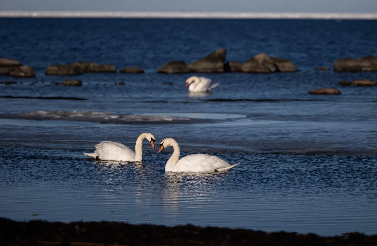Lätis diagnoositi taas äge ja ülinakkav haigus