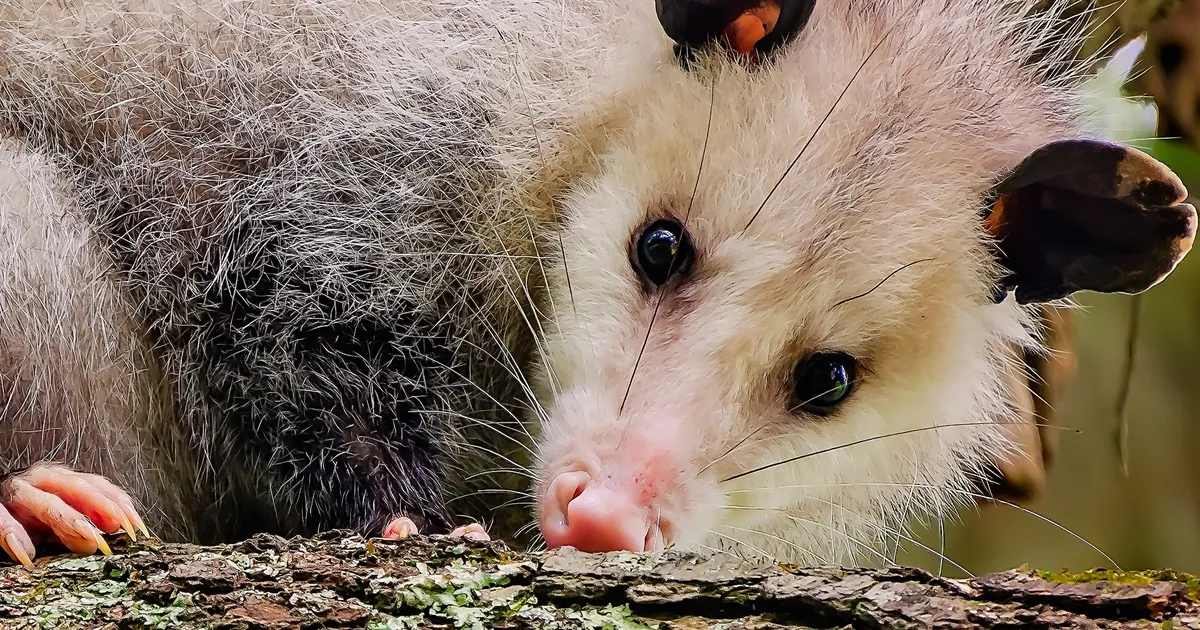 KOOGIBANDIIT Opossumi magus seiklus lõppes haiglas