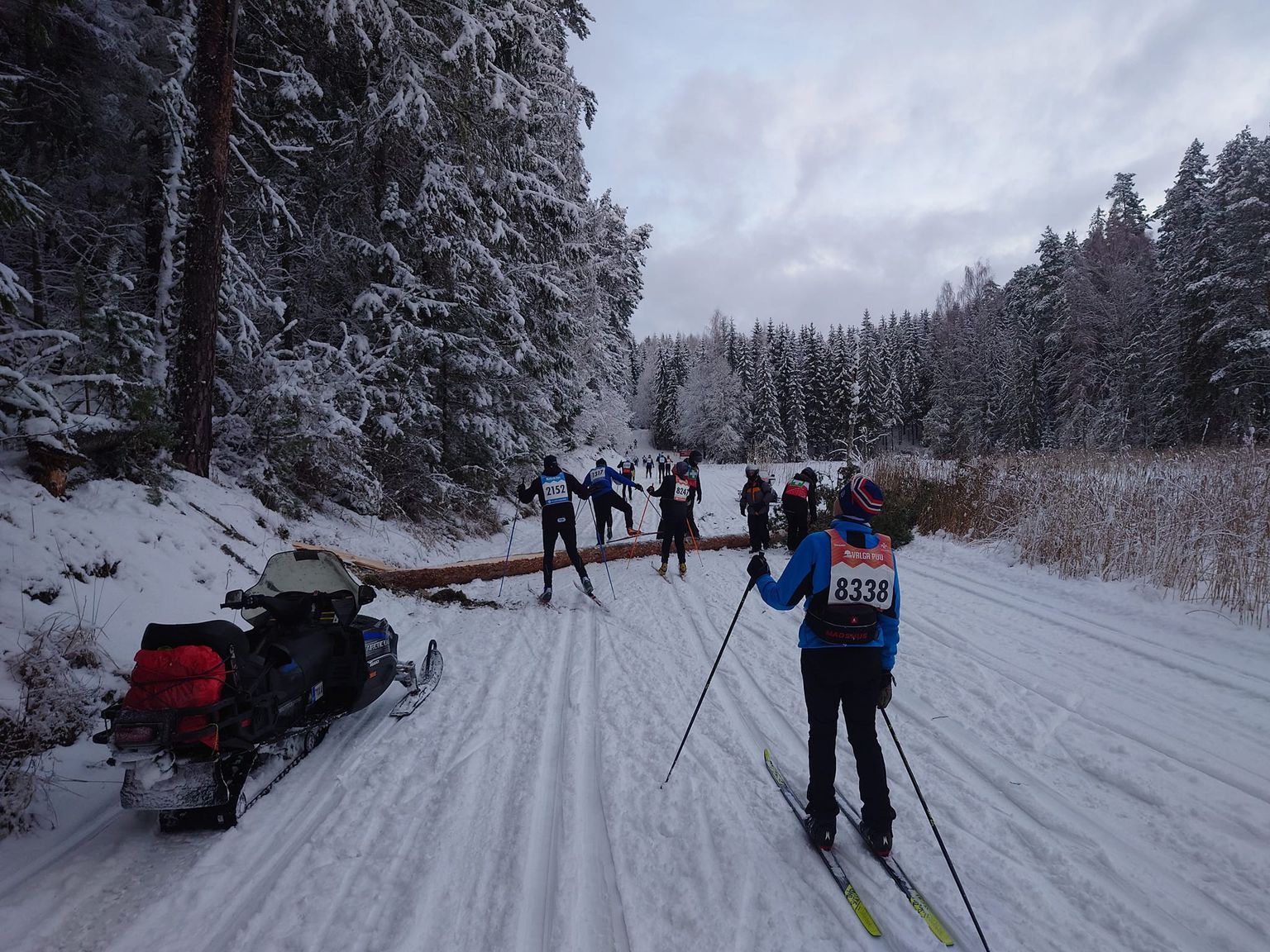 На трассу Тартуского марафона рухнула огромная сосна, один участник ...