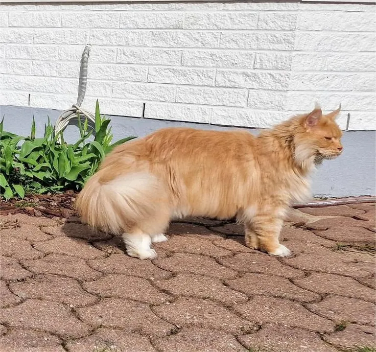 ÕNNELIKULT KODUS Tallinnas Haaberstis kaduma läinud Maine Coon tõugu ...