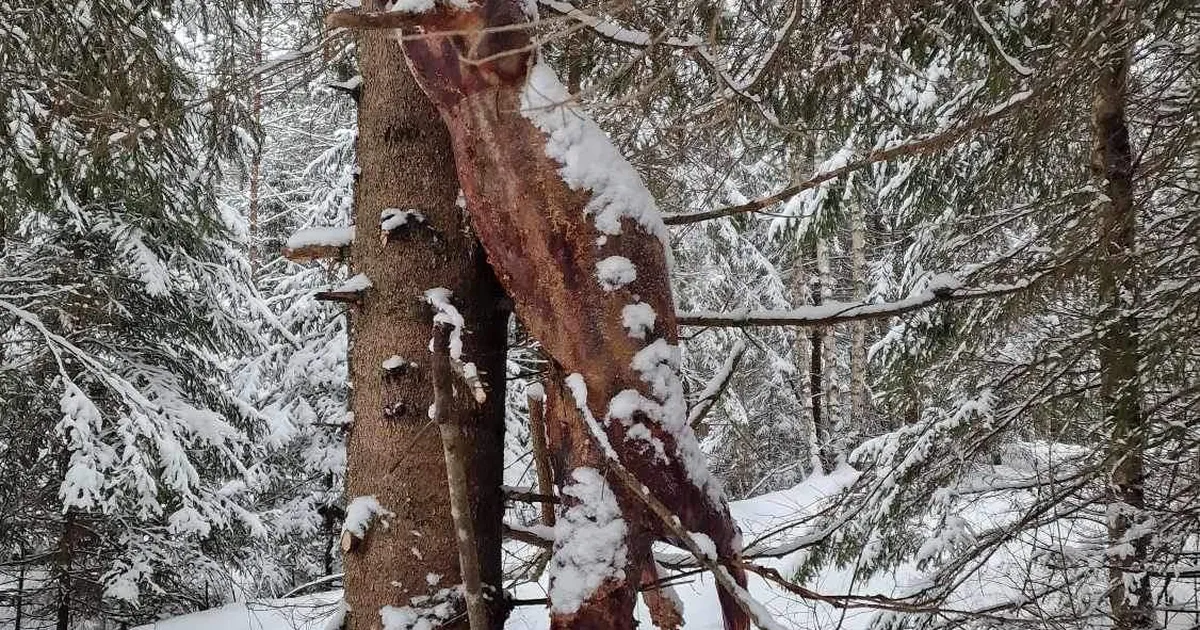 RAHVUSLOOM VÕLLAS Soomaal leiti puu otsast nülitud hundi keha. «Tegelik ...