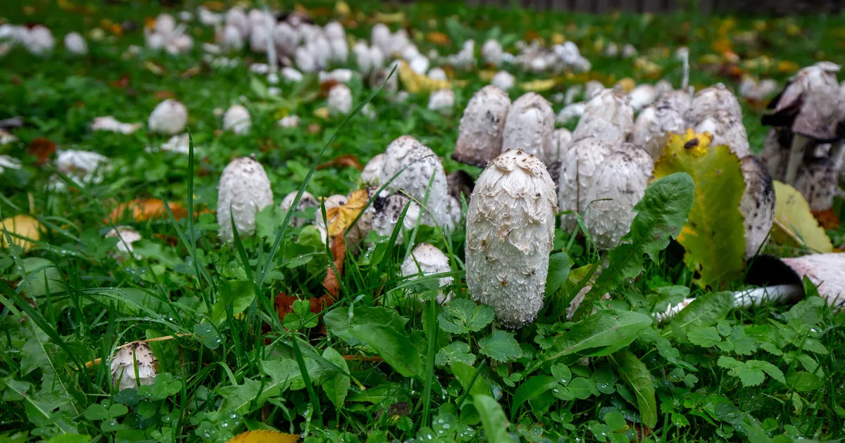 PILTUUDIS Aida tänaval tärkas tindikumets