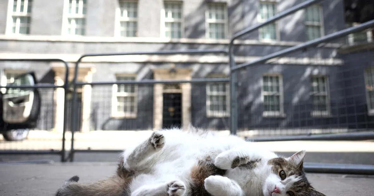 Hiirteülem kass Larry elab peaministrid üle